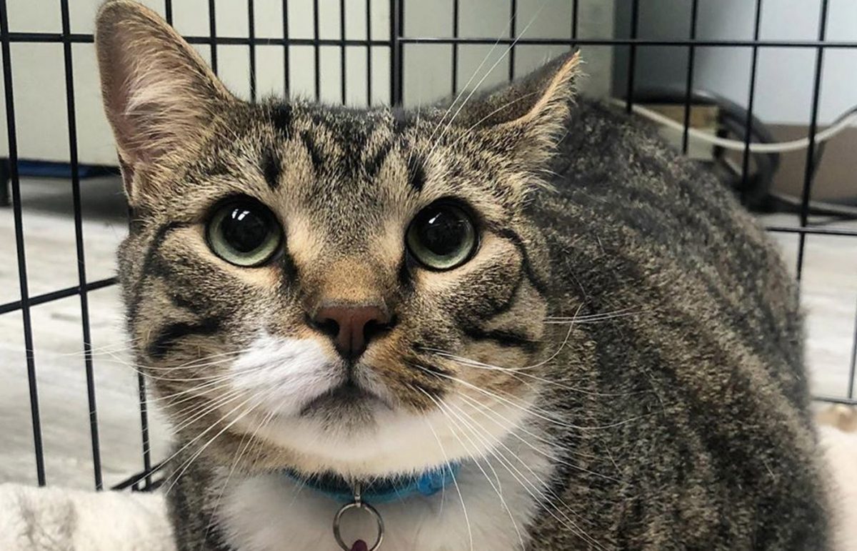 Life Stage Pet Care Info | Shuler Vet Clinic | Mt Pleasant SC