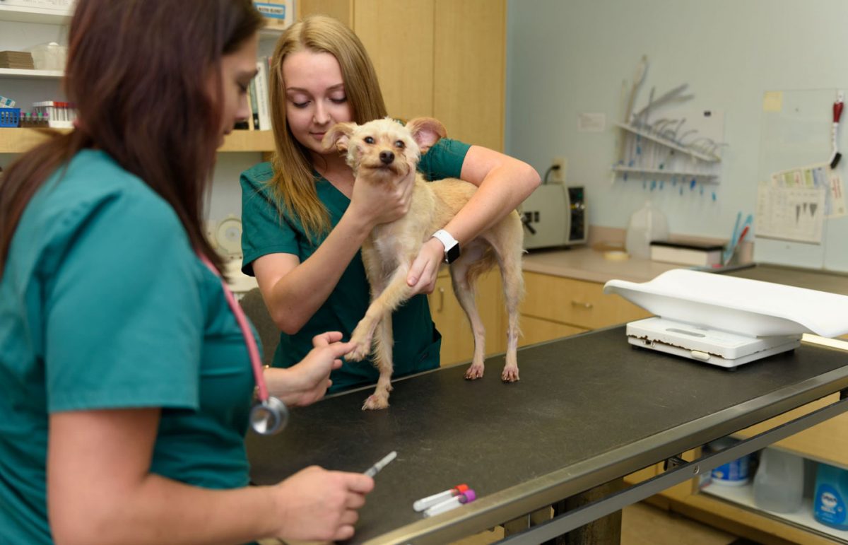 Wellness & Prevention - Vet in Mount Pleasant | Shuler Veterinary Clinic