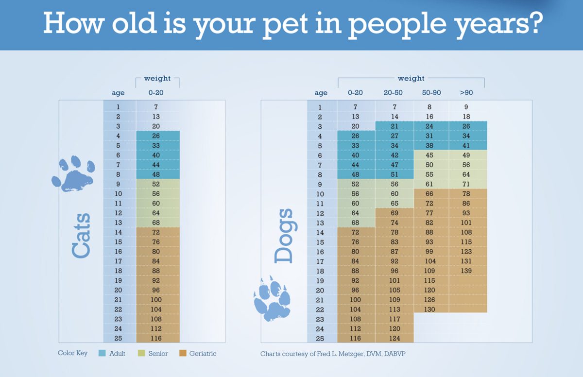 Pet Diagnostics in Mt Pleasant SC | Shuler Veterinary Clinic