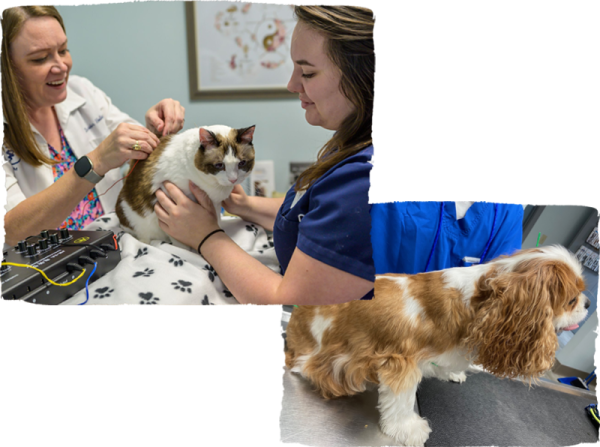 Acupuncture For Pets | Shuler Vet Clinic SC