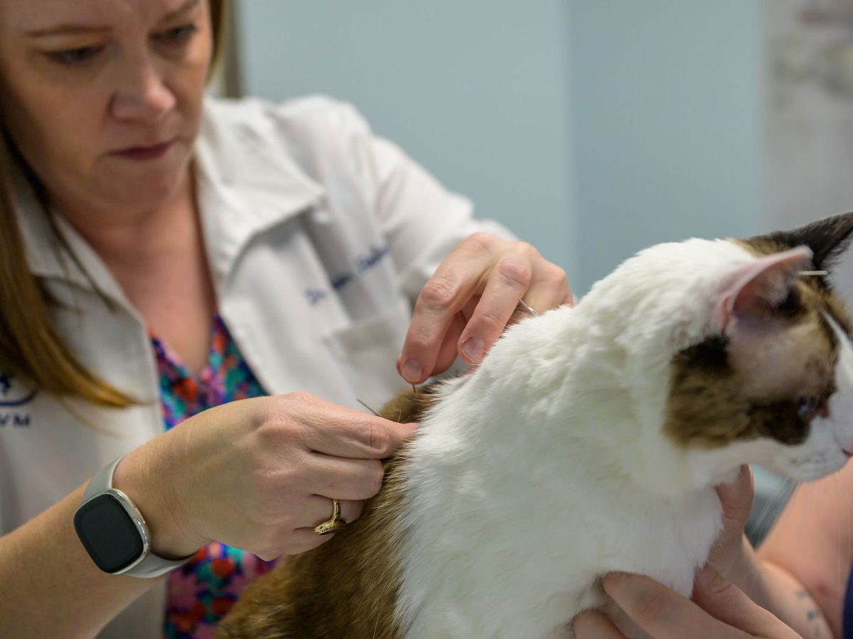 Acupuncture For Pets | Shuler Vet Clinic SC