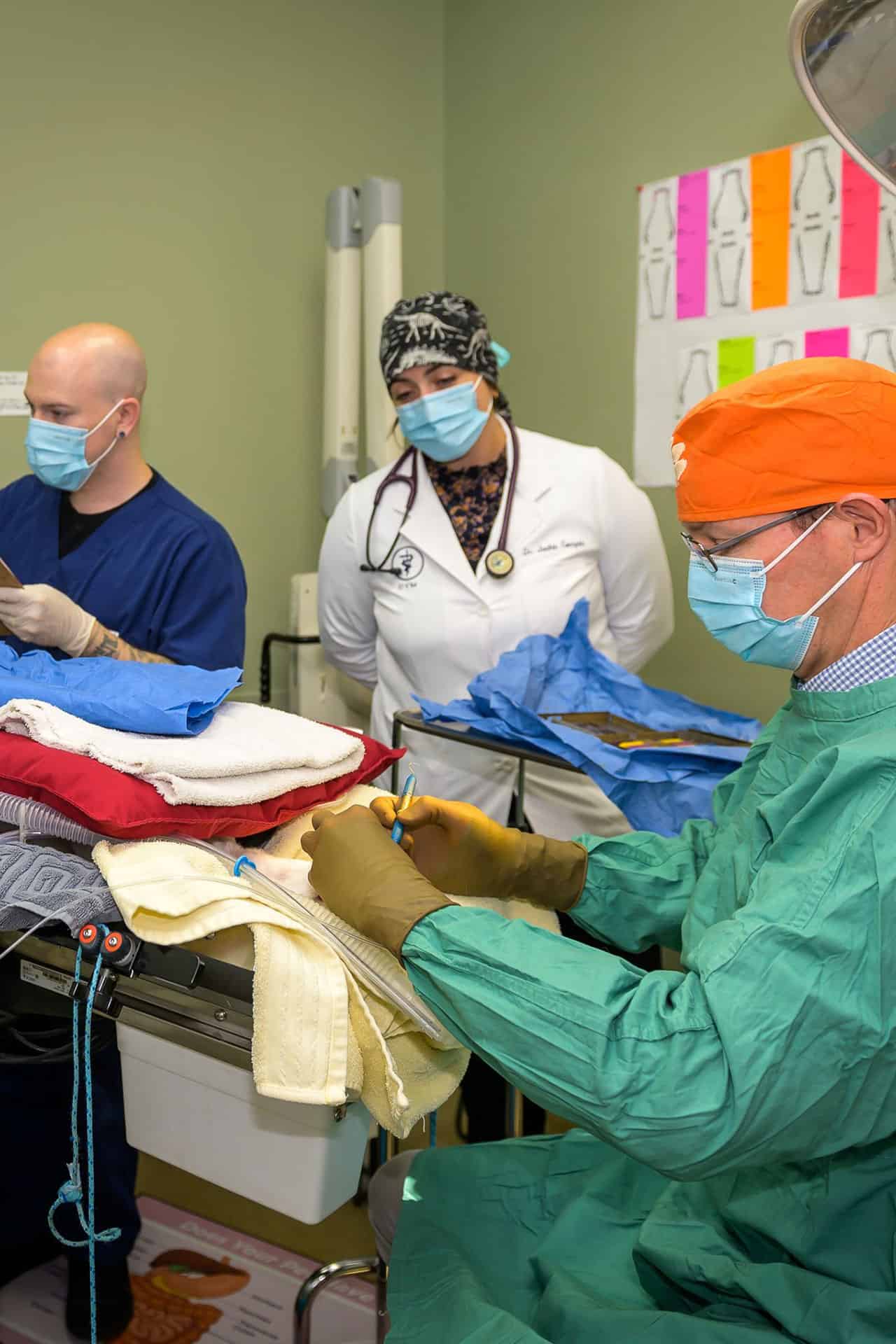 Veterinary Surgery Services Mount Pleasant SC | Shuler Vet