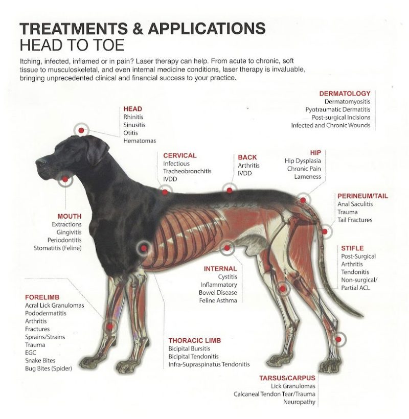 Veterinary Surgery Services Mount Pleasant SC | Shuler Vet