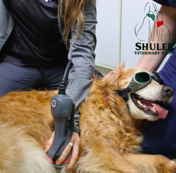 Veterinary Laser Therapy: Can It Help Your Pet? | Shuler Veterinary Clinic