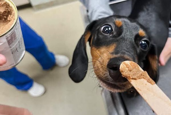 Vet In Mount Pleasant SC | Shuler Veterinary Clinic